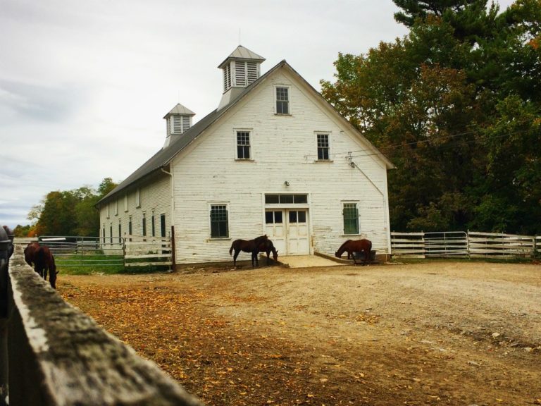 Morgan Horse Farm » The Muse Life